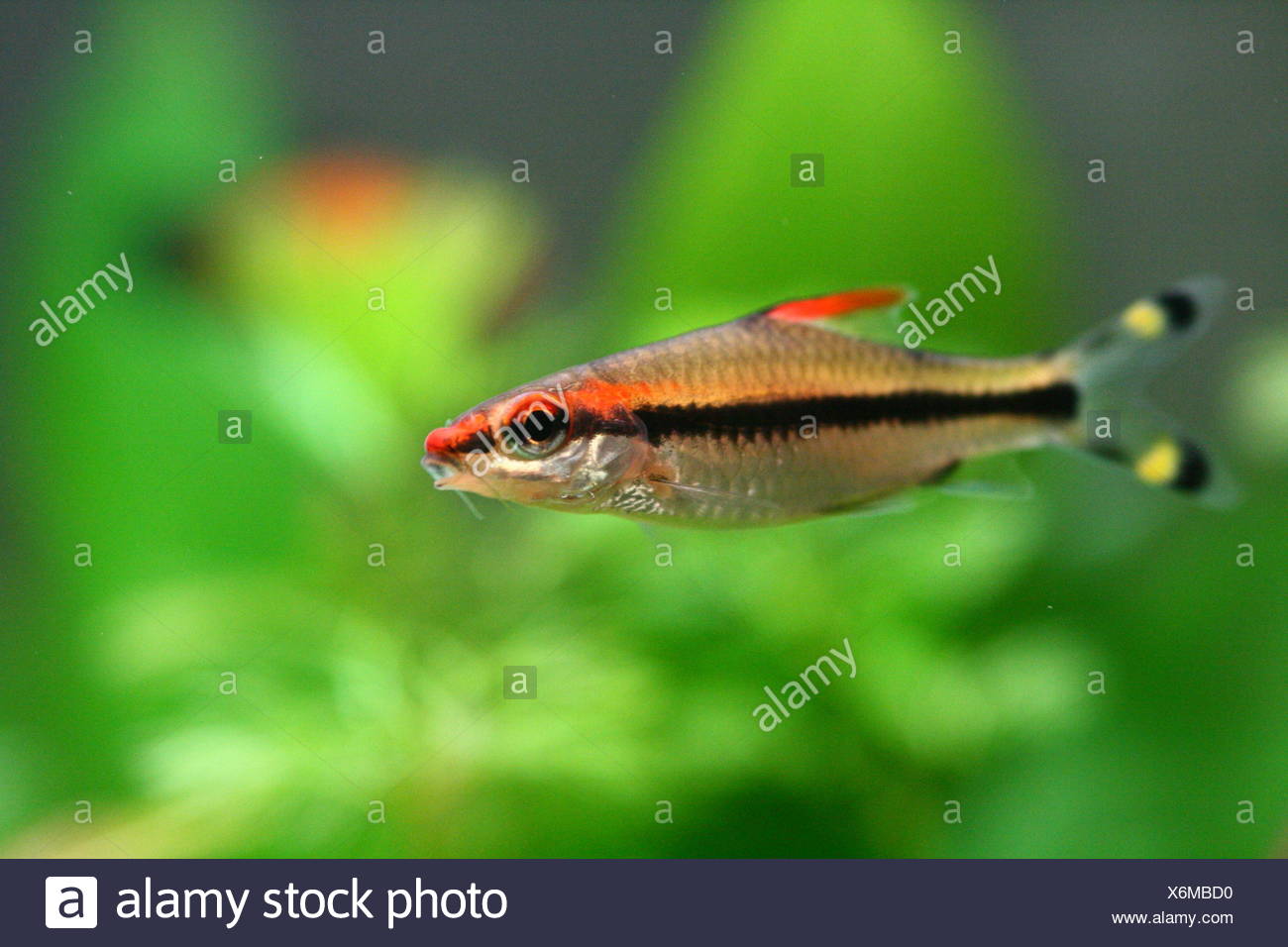 Barbel Fish High Resolution Stock Photography and Images - Alamy