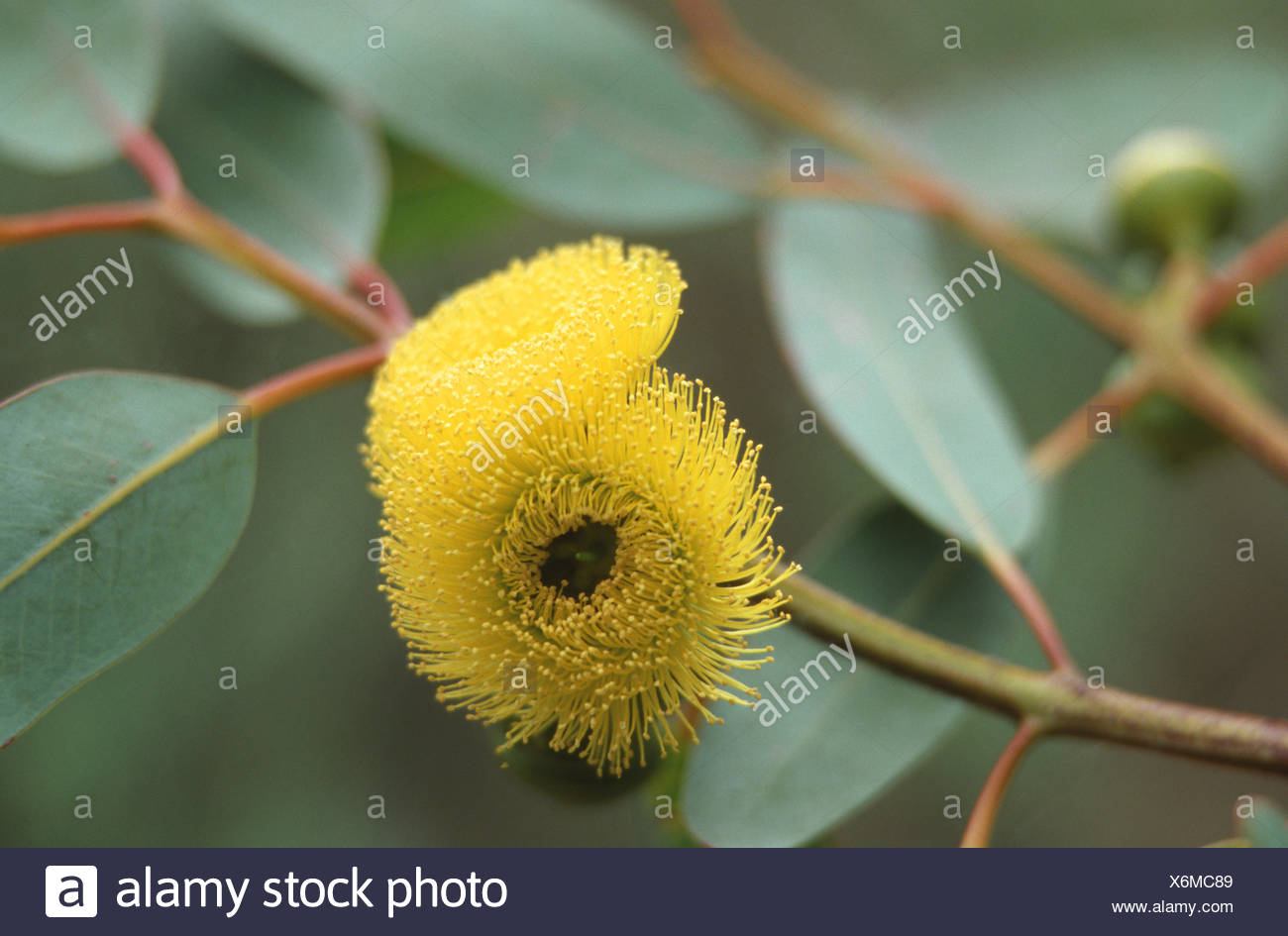 Flowering Eucalyptus (gum) Trees High Resolution Stock Photography and ...