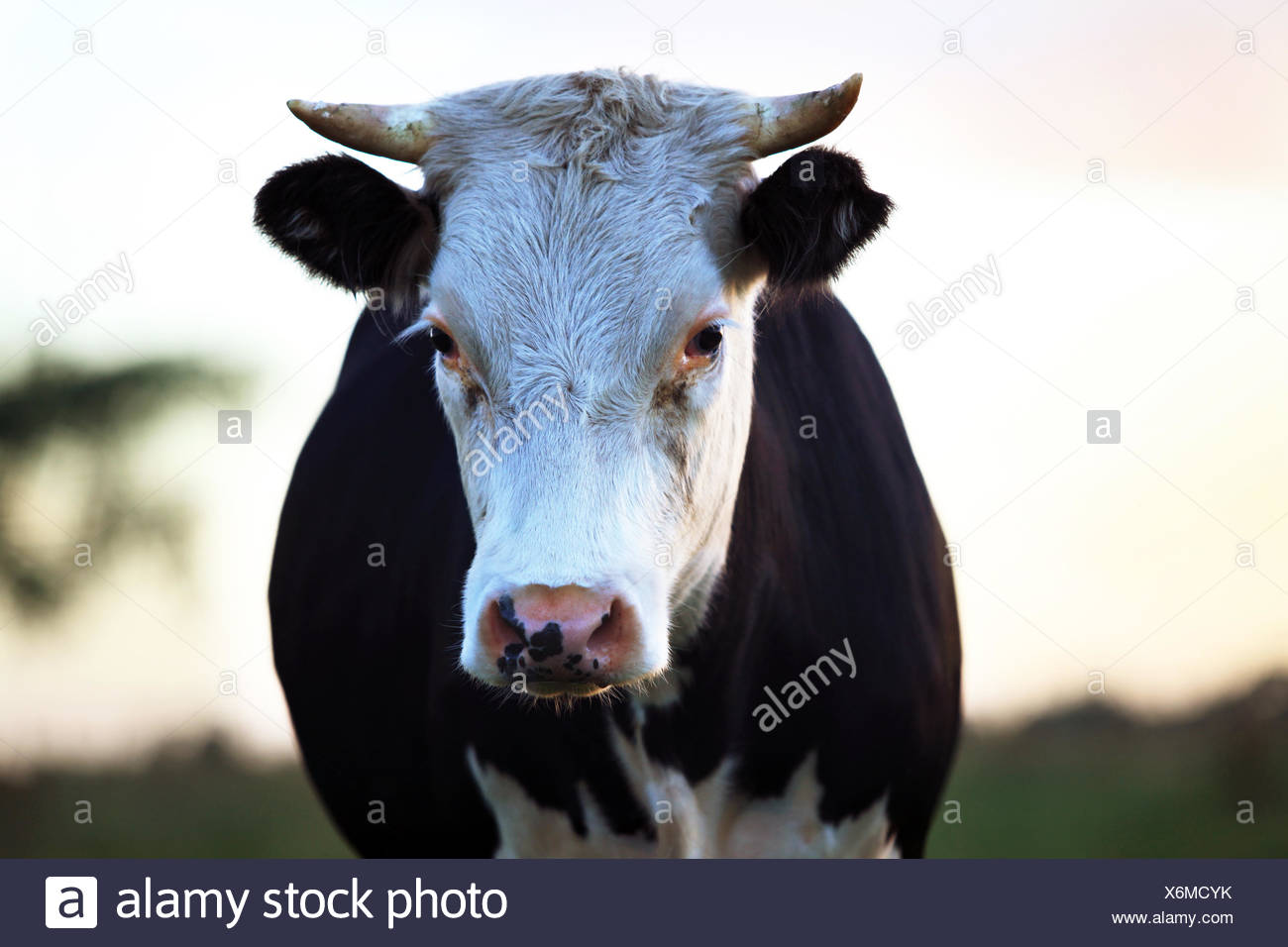 Sad Cow High Resolution Stock Photography and Images - Alamy