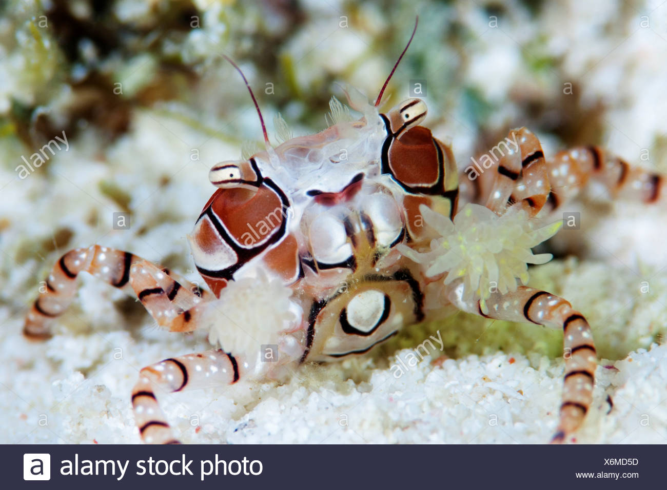 Boxing Crab High Resolution Stock Photography and Images - Alamy