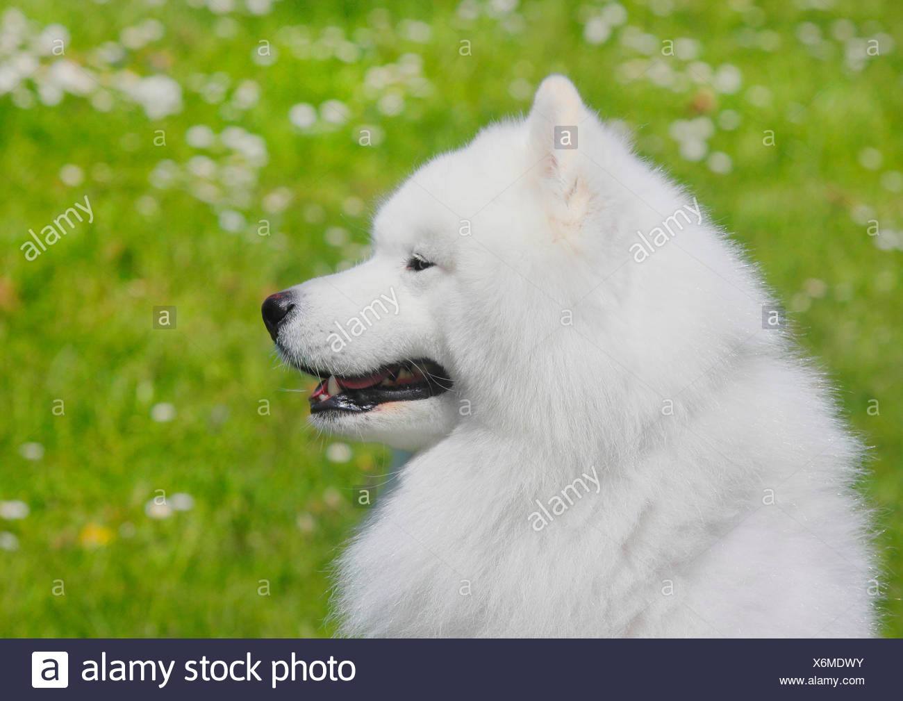 Samojeden Stock Photos & Samojeden Stock Images - Alamy