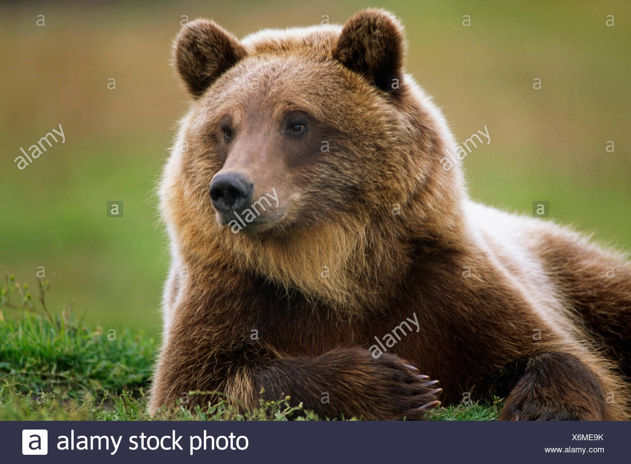 Bear Laying Down High Resolution Stock Photography and Images - Alamy