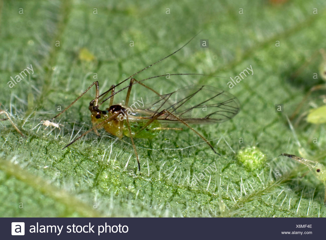 Winged Aphid Stock Photos & Winged Aphid Stock Images - Alamy