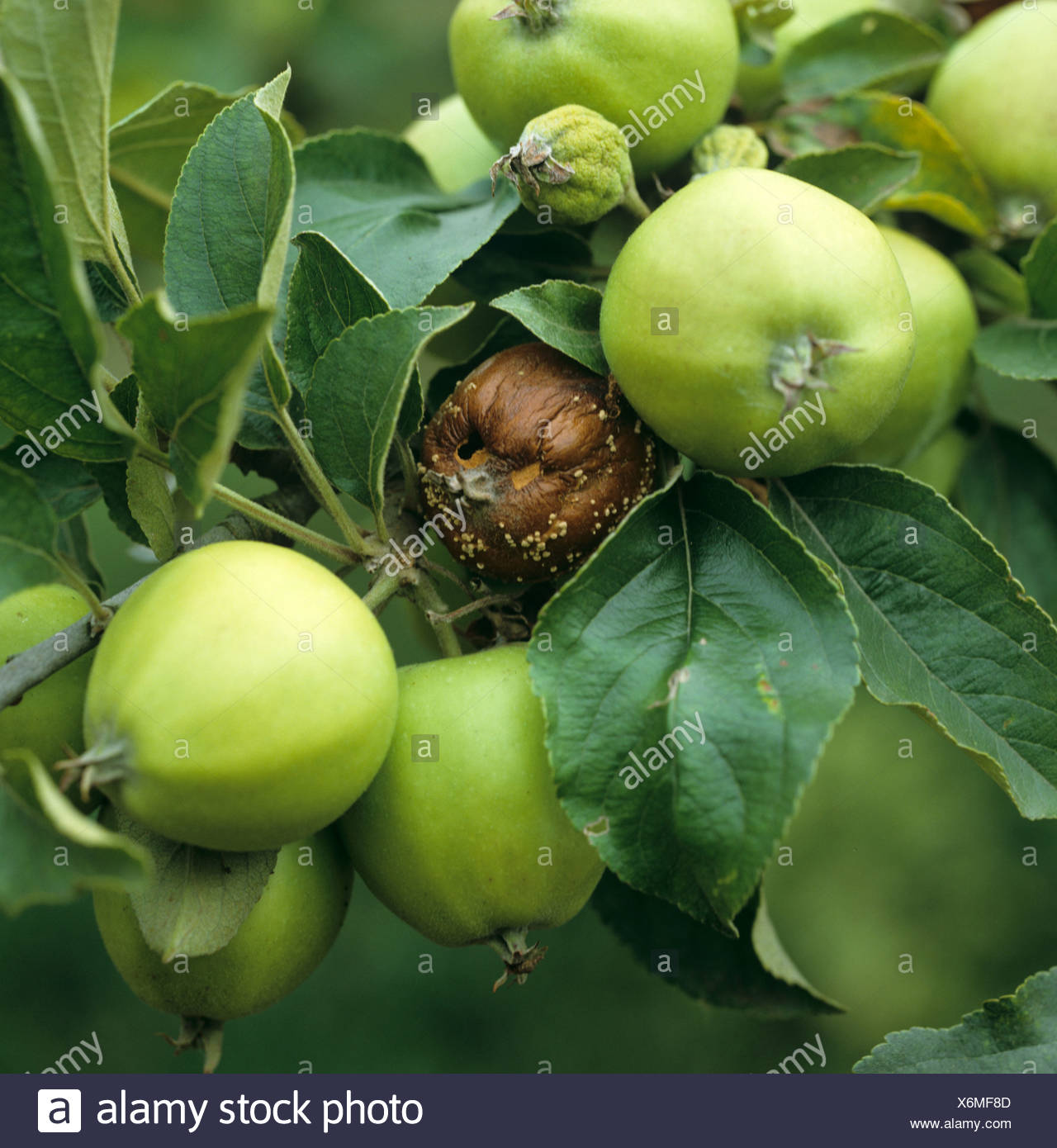 Fruit And Brown Rot High Resolution Stock Photography and Images - Alamy