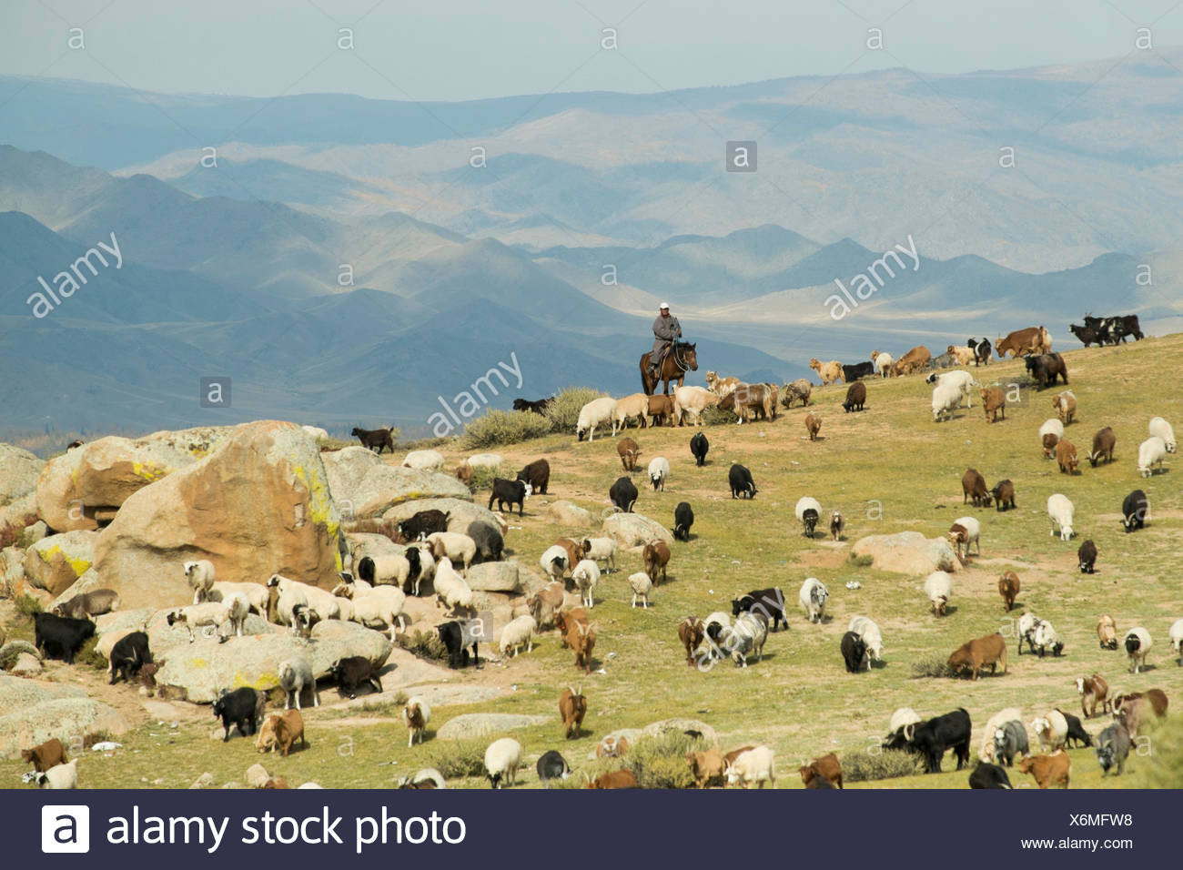 Mongolia Nomad Sheep High Resolution Stock Photography and Images - Alamy
