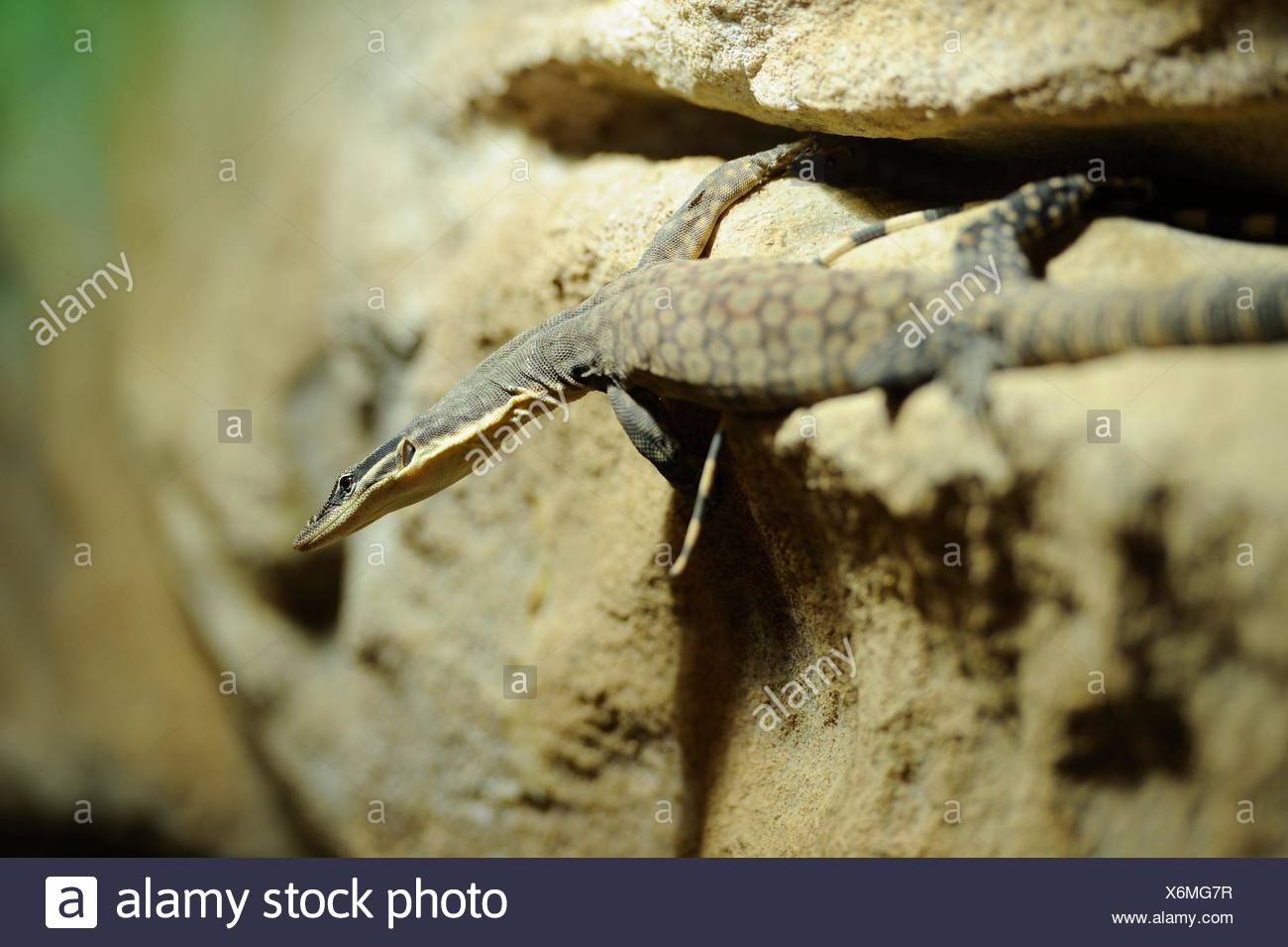 Perentie High Resolution Stock Photography and Images - Alamy