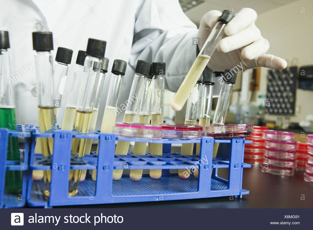 Test Tube Rack Test Tubes Stock Photos & Test Tube Rack Test Tubes ...