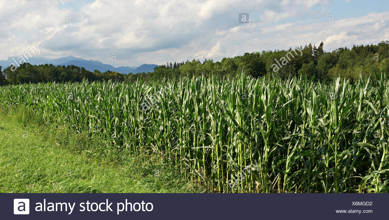 Fodder Corn High Resolution Stock Photography and Images - Alamy