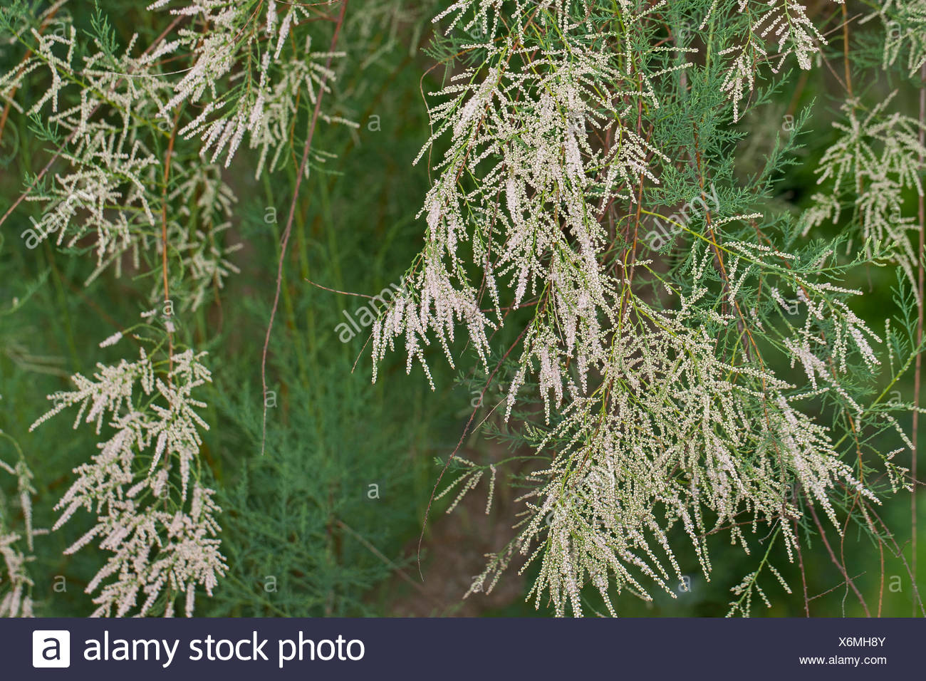 Five Stamen Tamarisk Tree High Resolution Stock Photography and Images ...