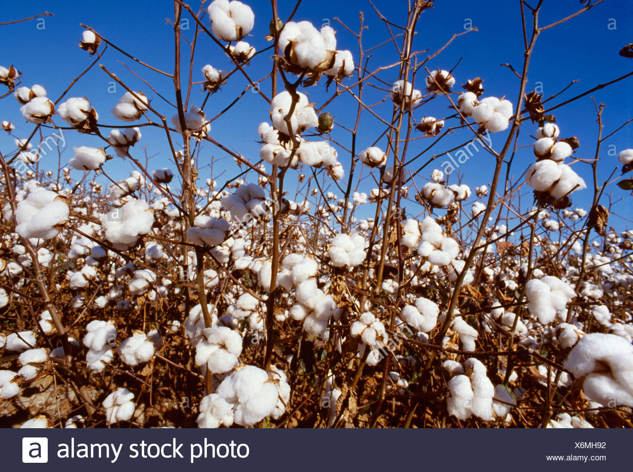 Bt Cotton High Resolution Stock Photography and Images - Alamy