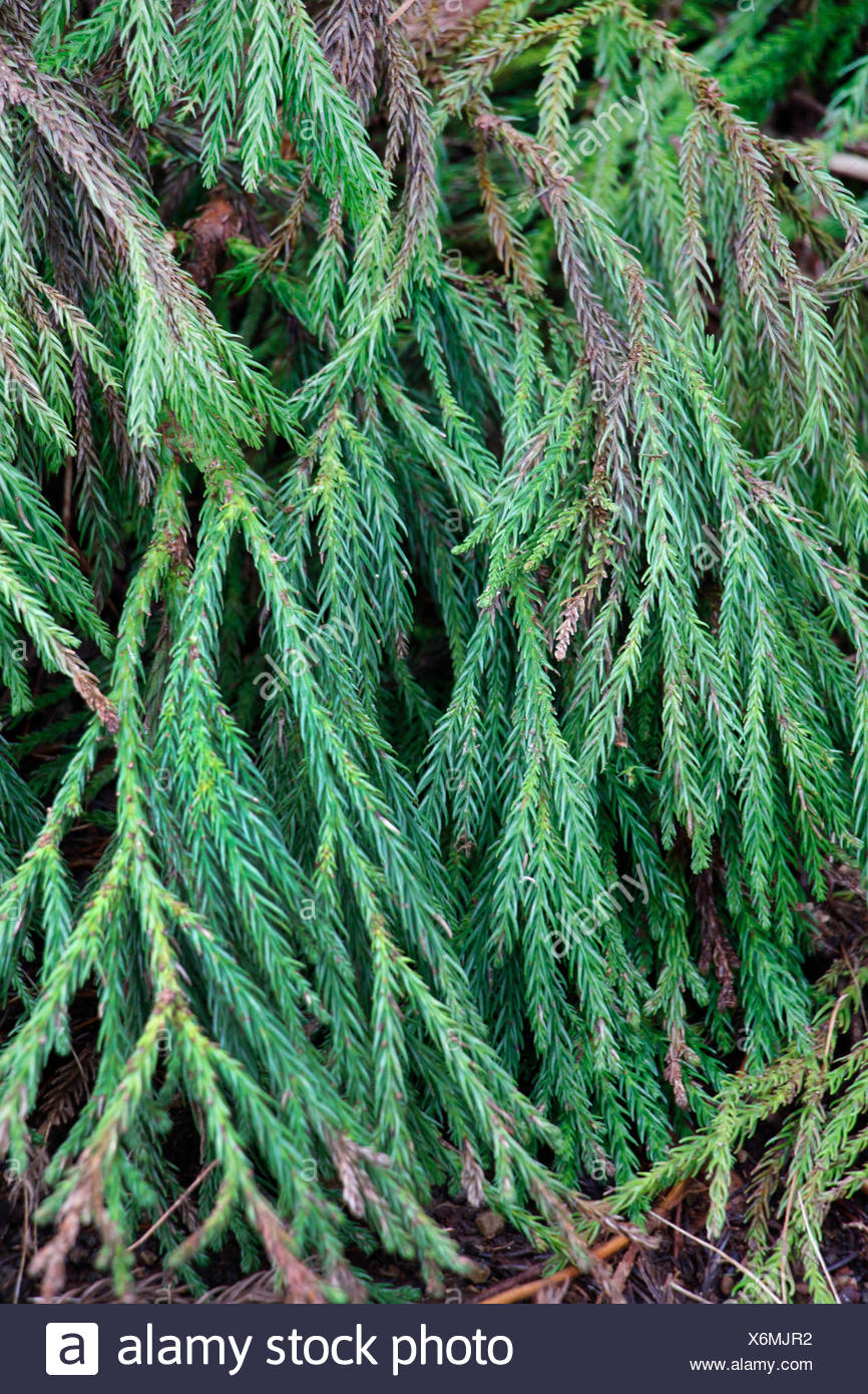 Japanese Cedar Cryptomeria Japonica High Resolution Stock Photography ...