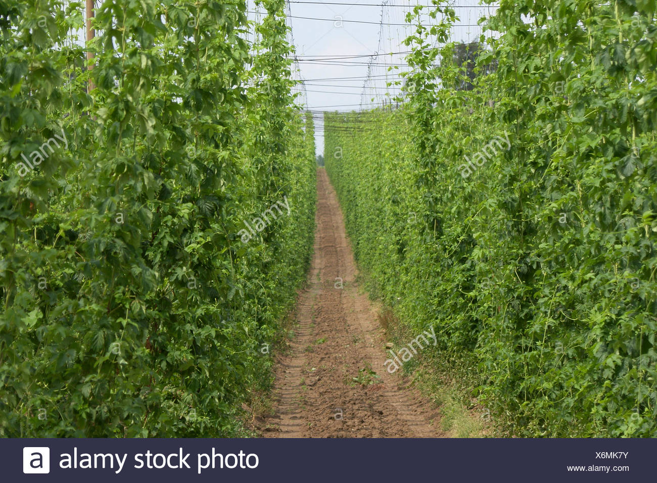 Hops Fields Stock Photos & Hops Fields Stock Images - Alamy