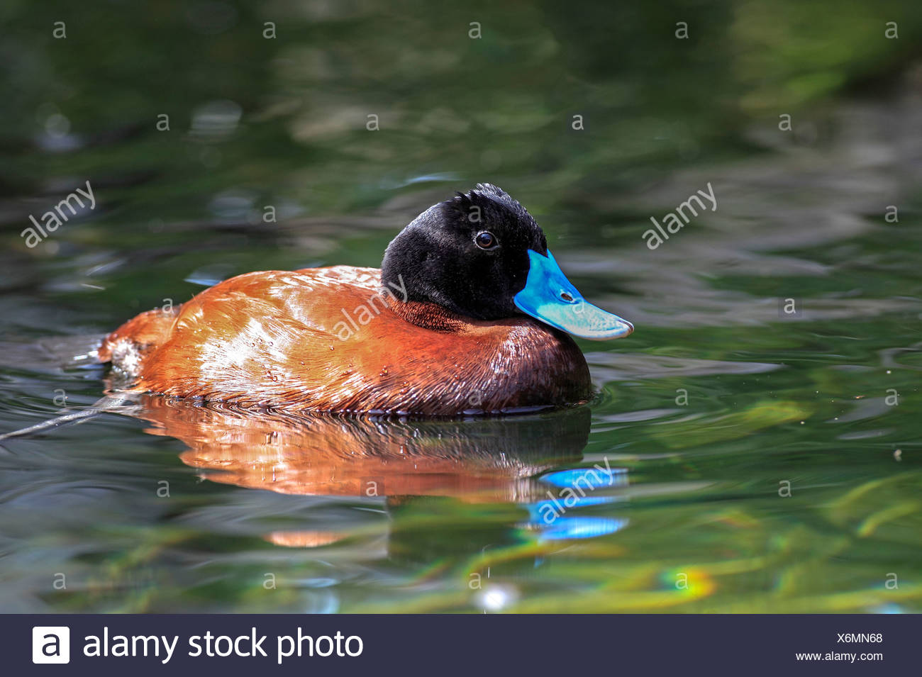 Argentine Ruddy Duck High Resolution Stock Photography and Images - Alamy
