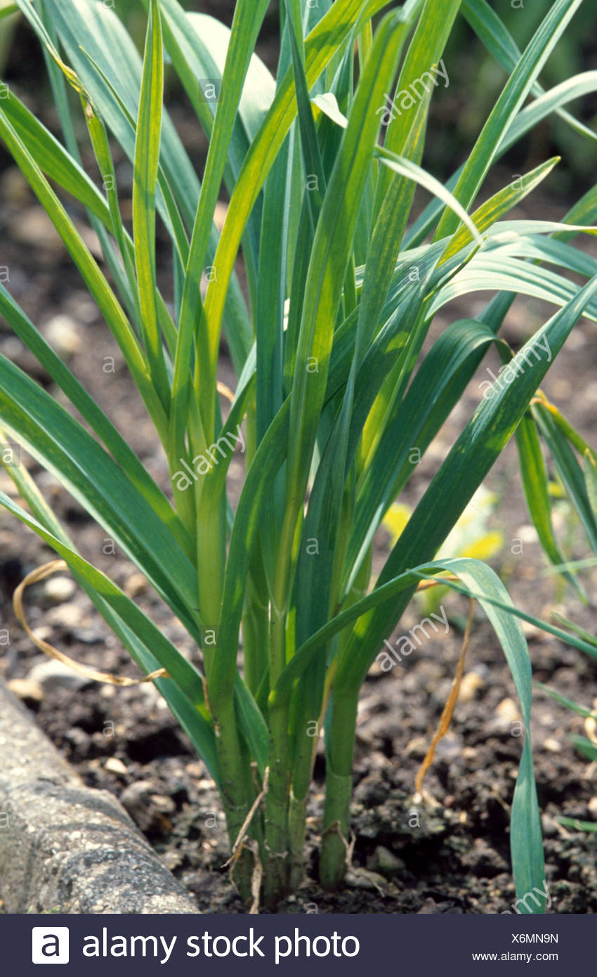Allium Sativum Plant Plants High Resolution Stock Photography and ...
