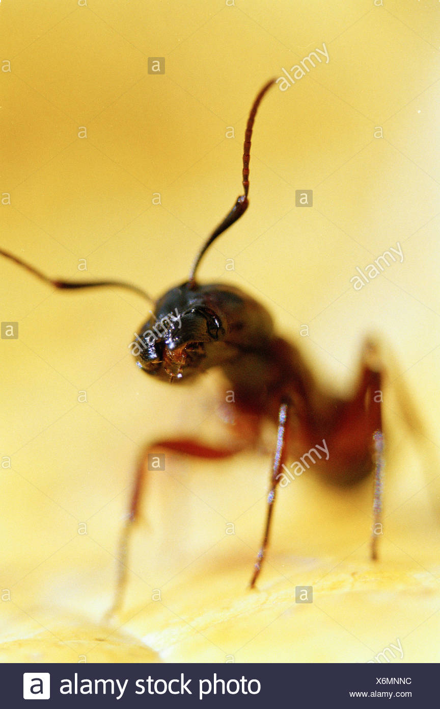 Carpenter Ants High Resolution Stock Photography and Images - Alamy