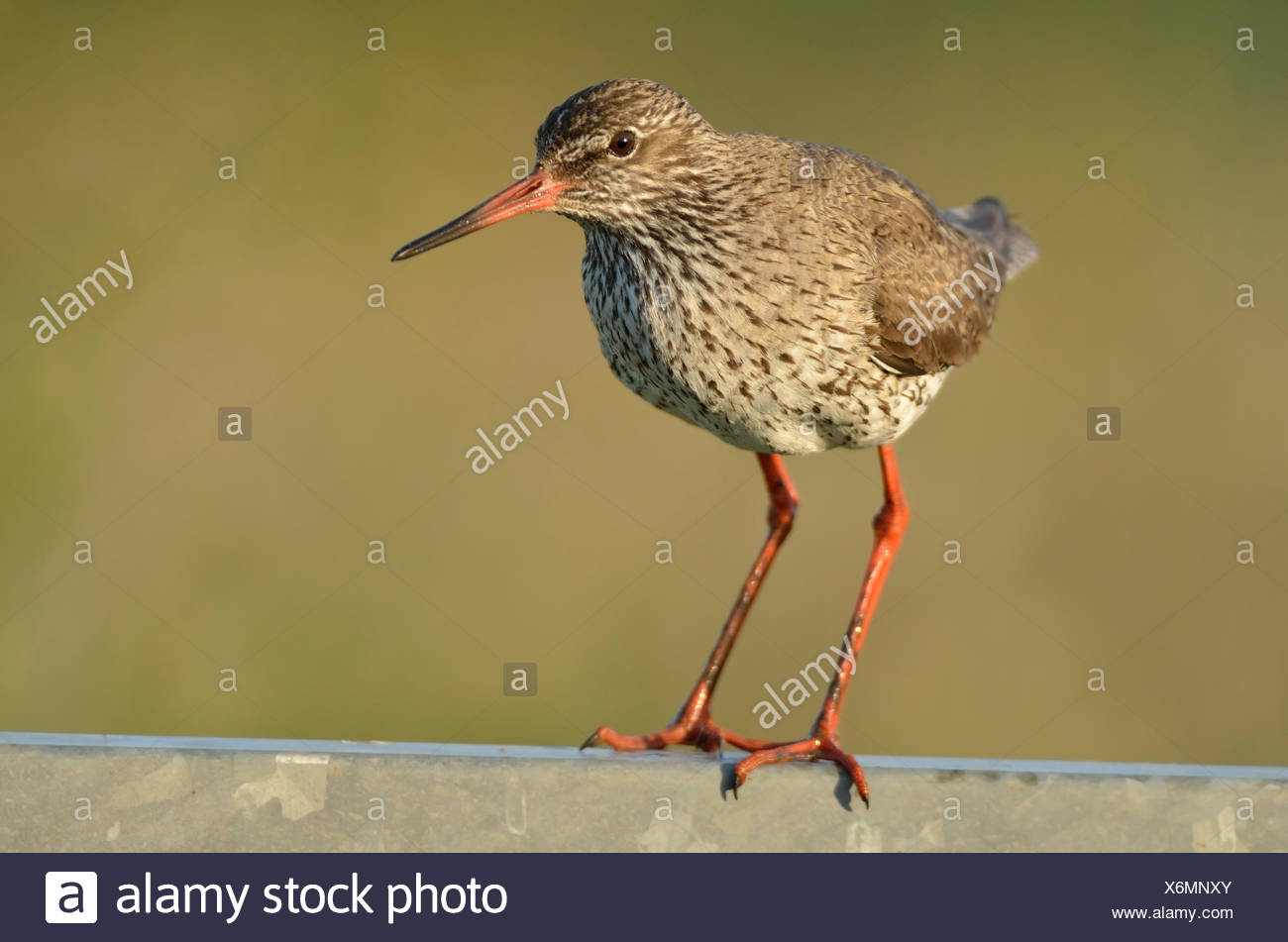 Red Shank Bird Stock Photos & Red Shank Bird Stock Images - Alamy