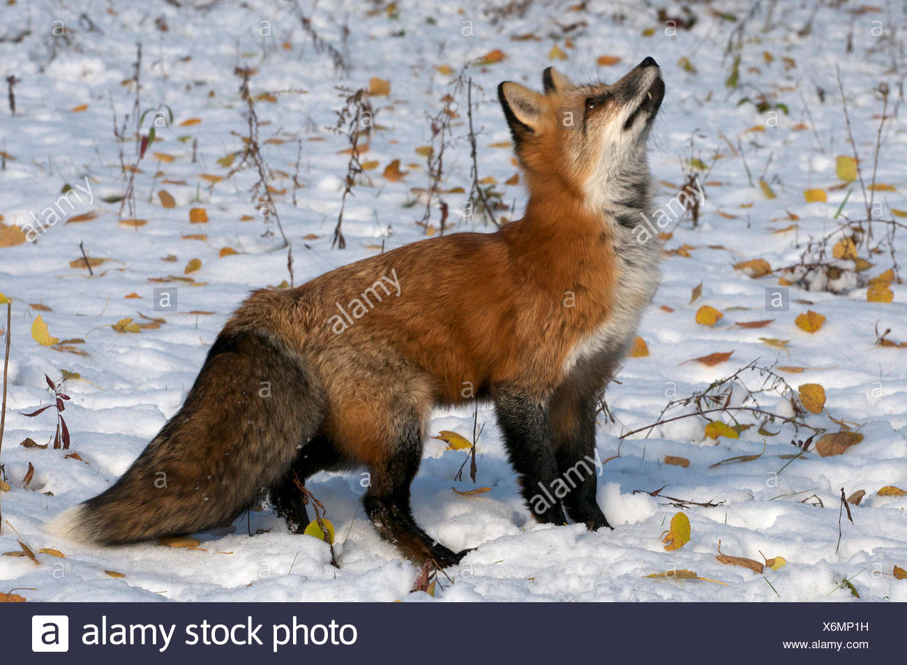 Fox Standing High Resolution Stock Photography and Images - Alamy