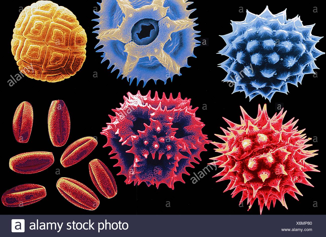 Electron Microscope Pollen High Resolution Stock Photography and Images ...