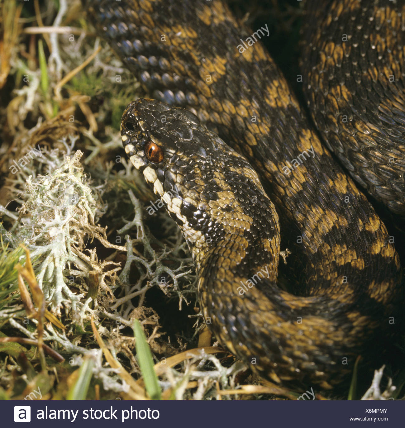 British Adder Stock Photos & British Adder Stock Images - Alamy