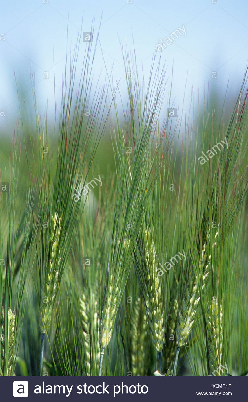 Six Row Barley High Resolution Stock Photography and Images - Alamy