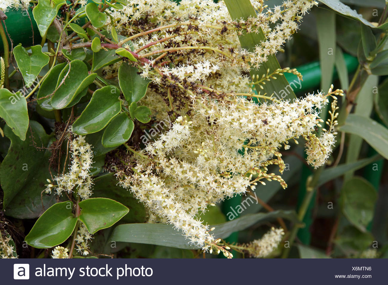 Smilax Stock Photos & Smilax Stock Images - Alamy