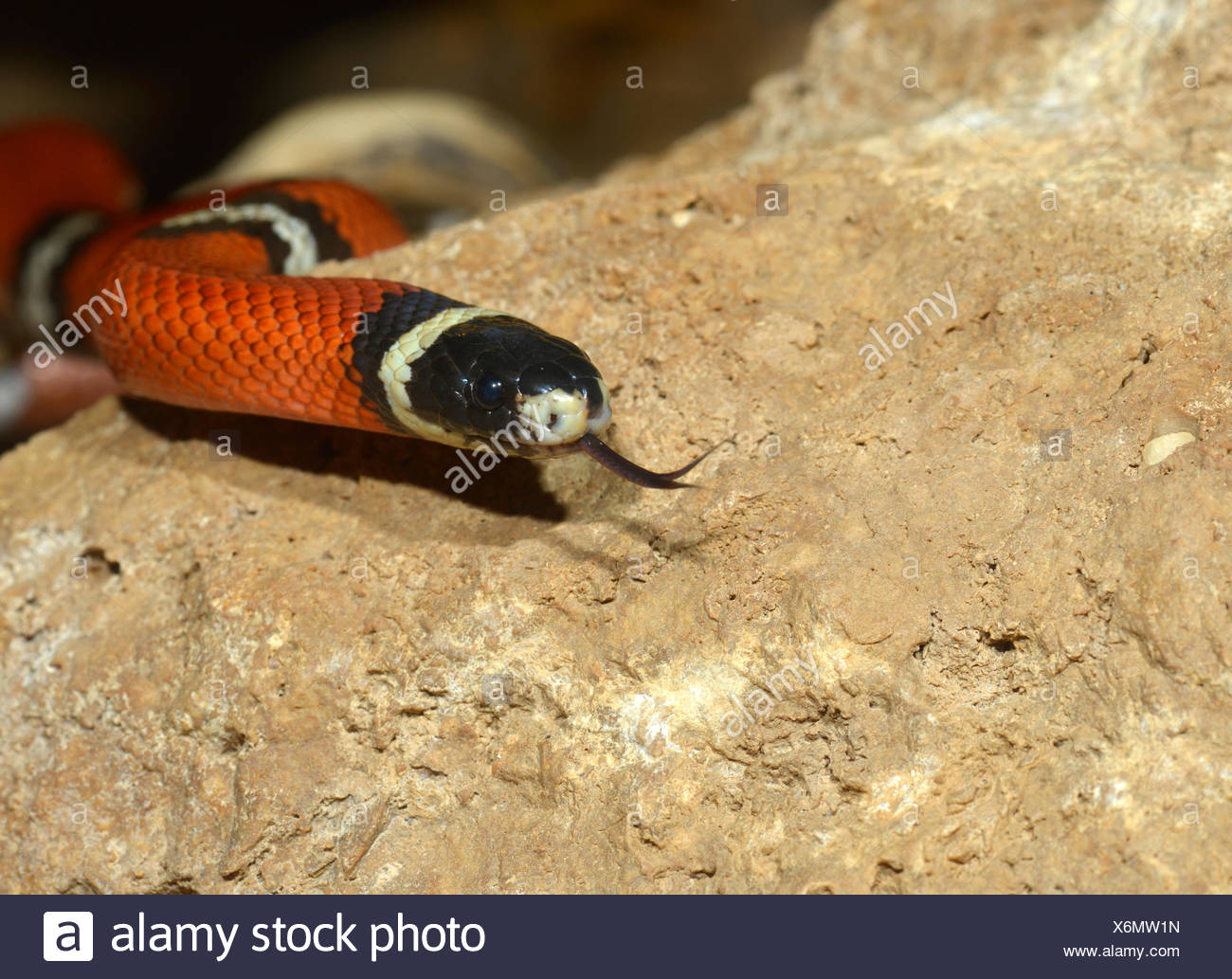 Scarlet Kingsnake High Resolution Stock Photography and Images - Alamy
