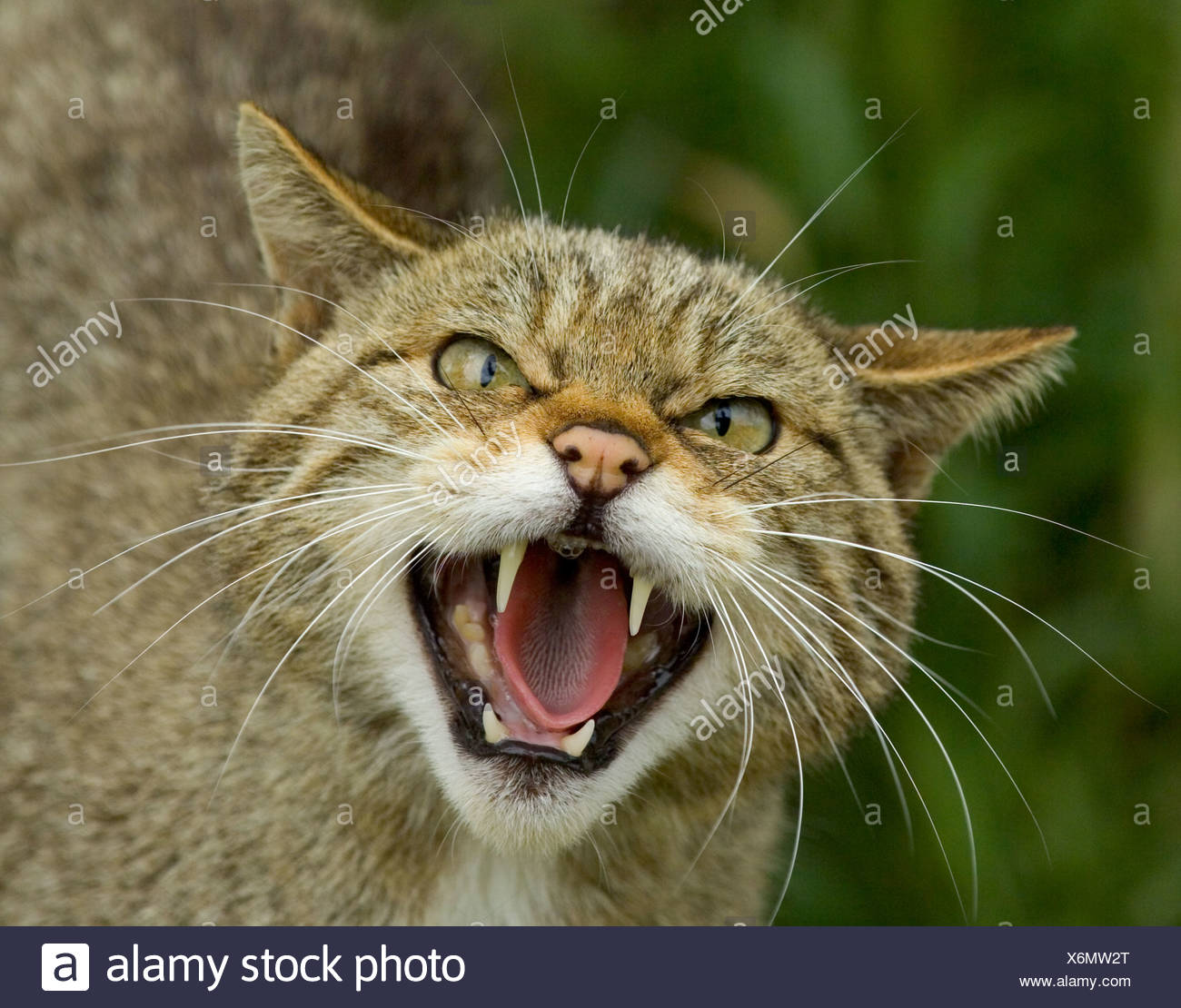 Scottish Wild Cat High Resolution Stock Photography and Images - Alamy