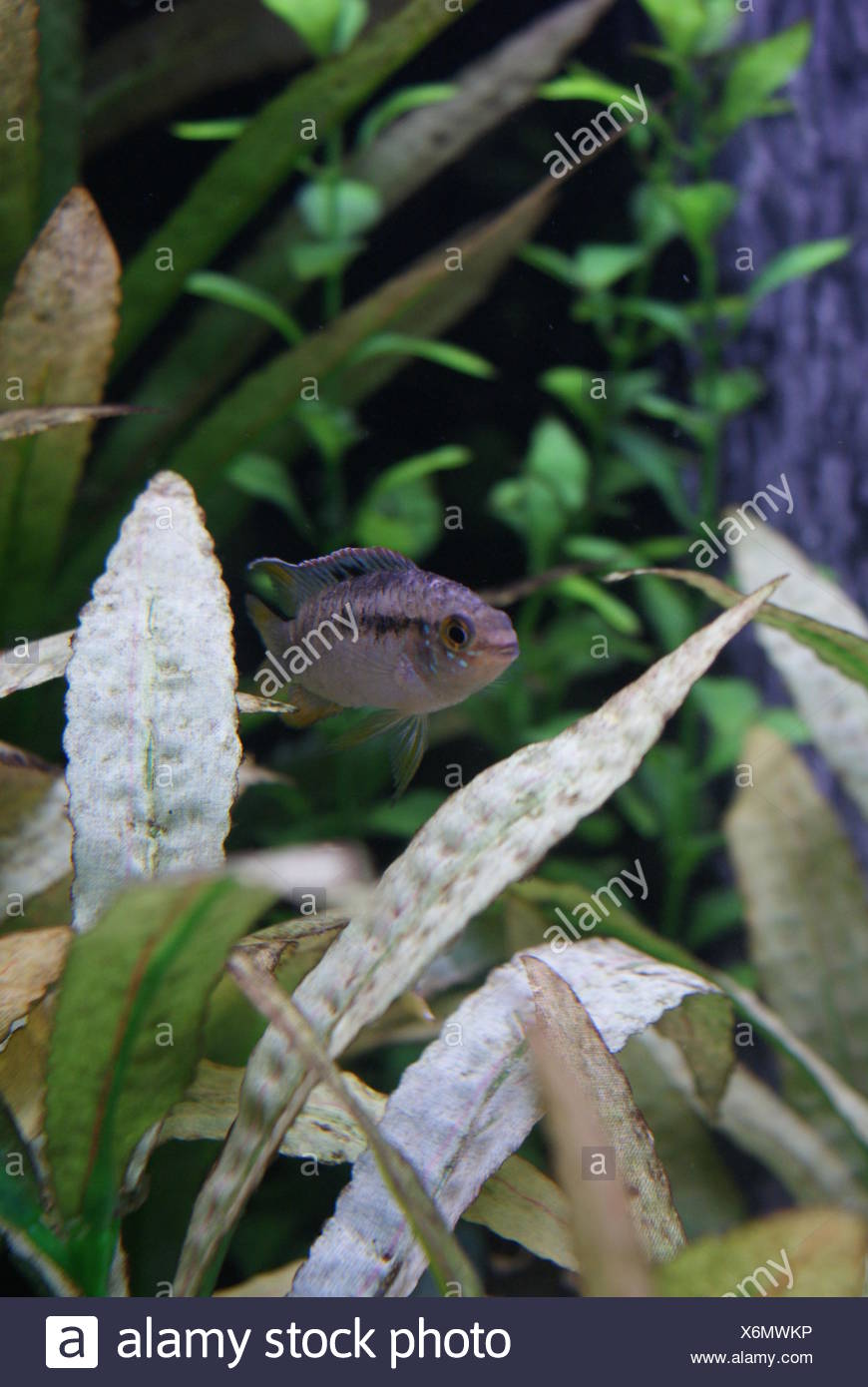 Kribensis Stock Photos & Kribensis Stock Images - Alamy