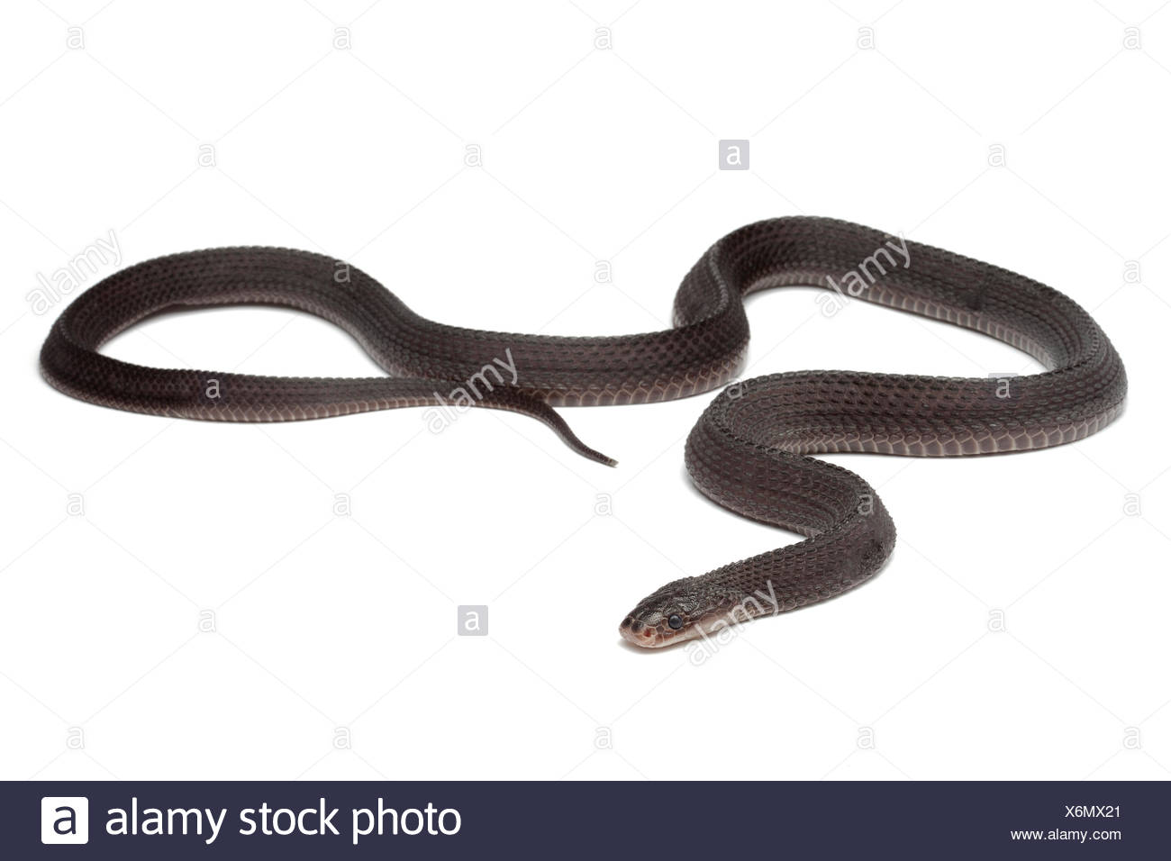 File Snake High Resolution Stock Photography and Images - Alamy