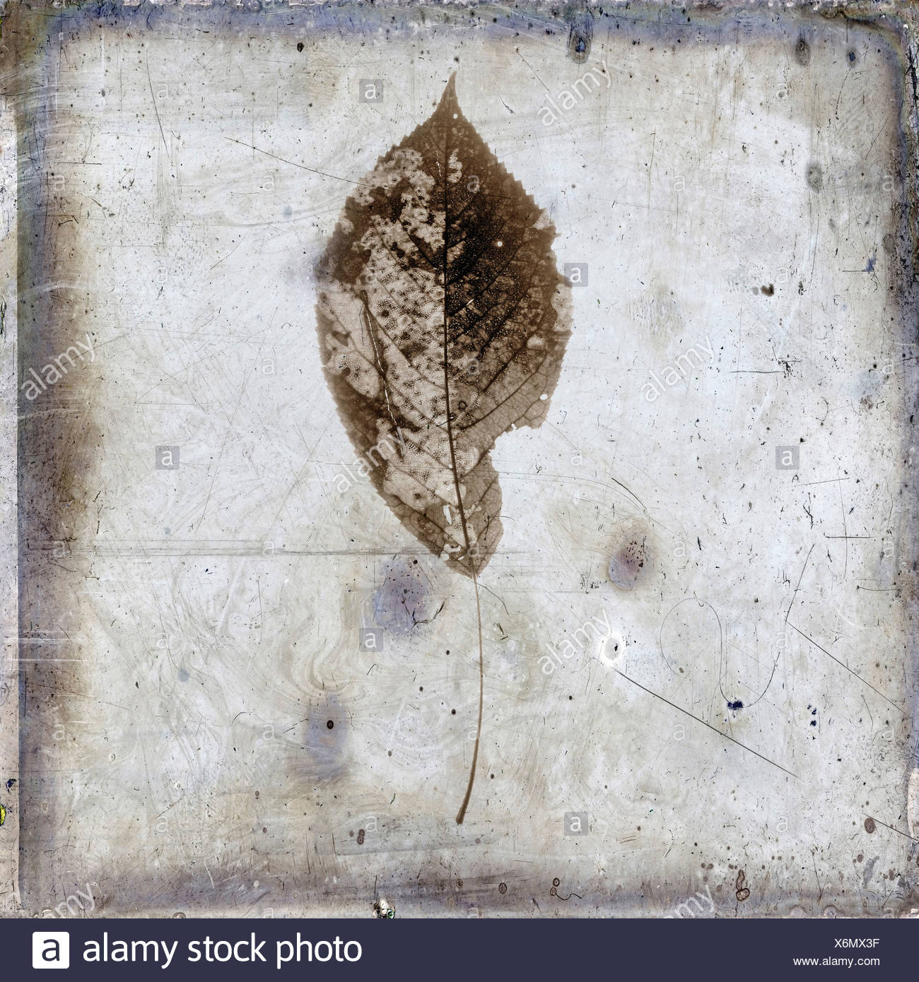 Decaying Leaf Stock Photos & Decaying Leaf Stock Images - Alamy