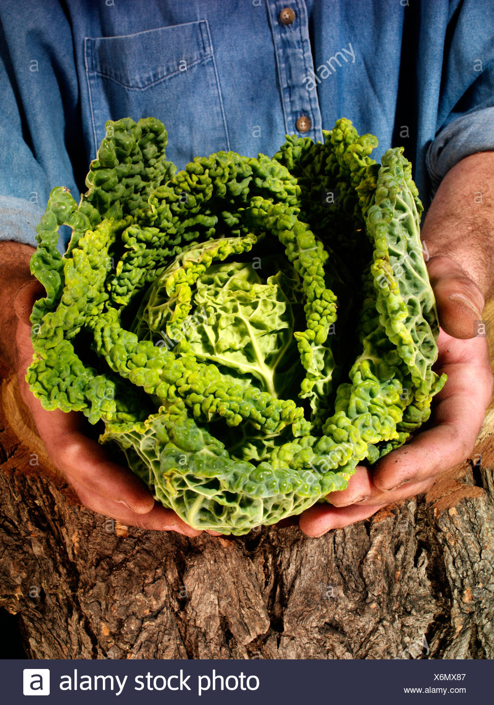 Man Holding Cabbage High Resolution Stock Photography and Images - Alamy