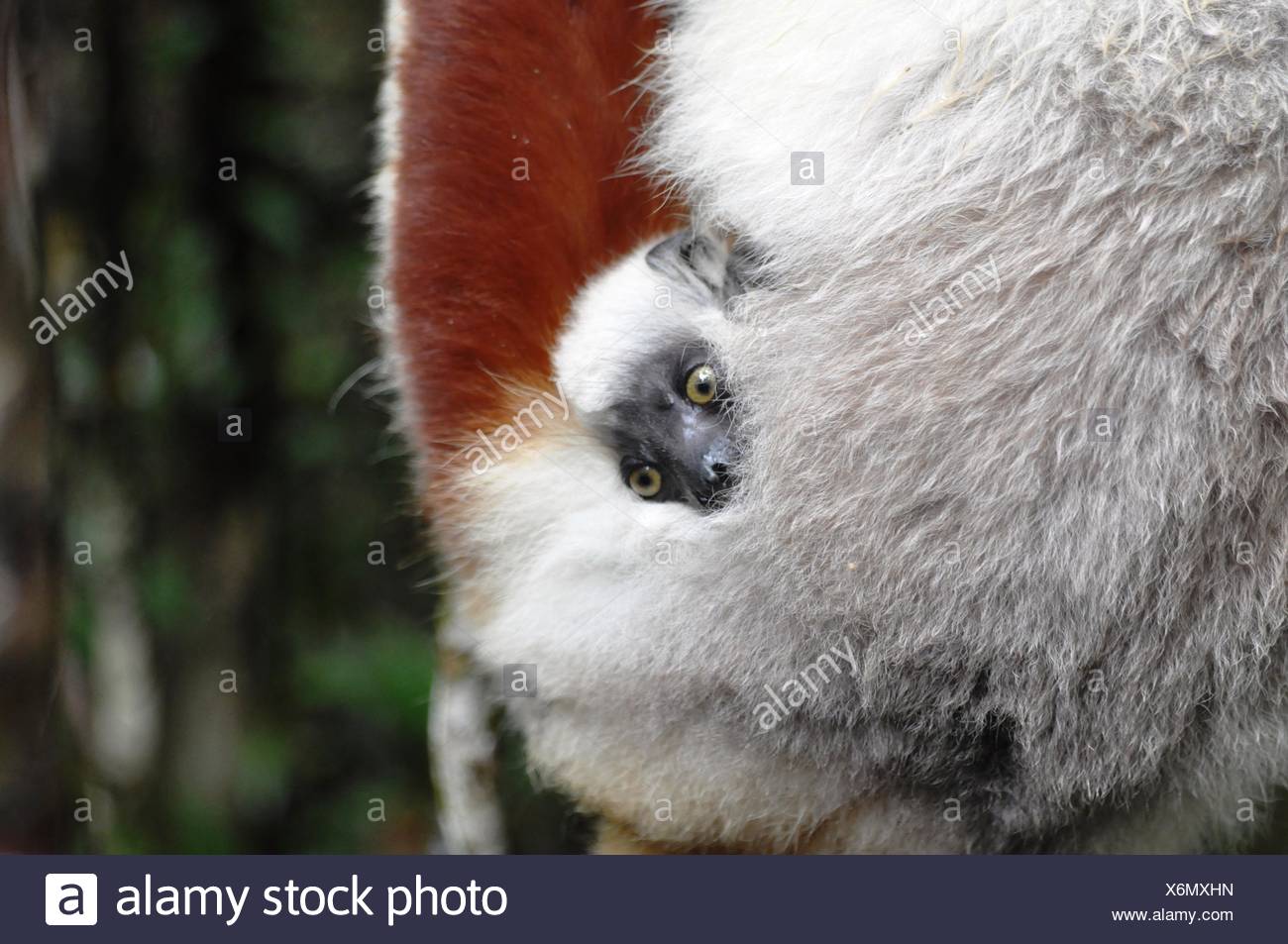 Indri Lemur Baby Stock Photos & Indri Lemur Baby Stock Images - Alamy
