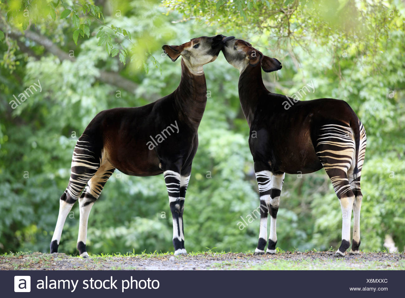 The Okapi Stock Photos & The Okapi Stock Images - Alamy
