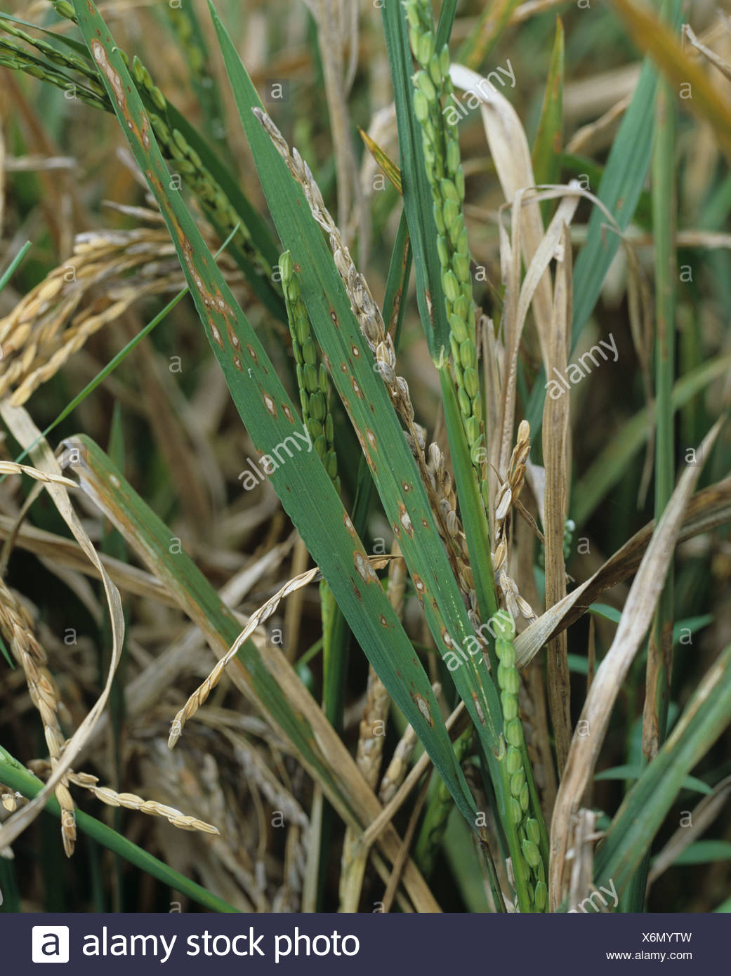 Pyricularia Oryzae High Resolution Stock Photography and Images - Alamy