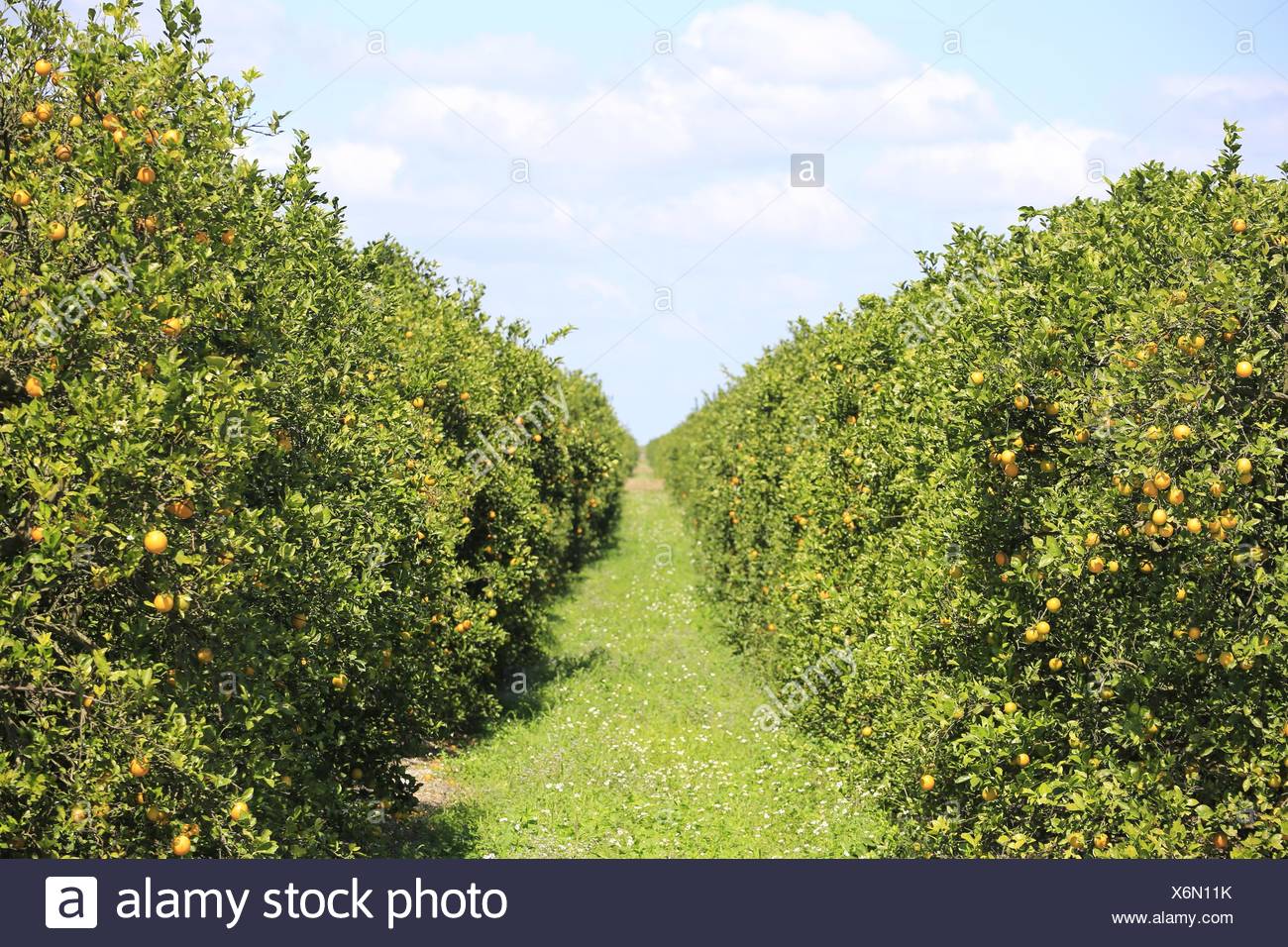 Orange Orchard Florida High Resolution Stock Photography and Images - Alamy