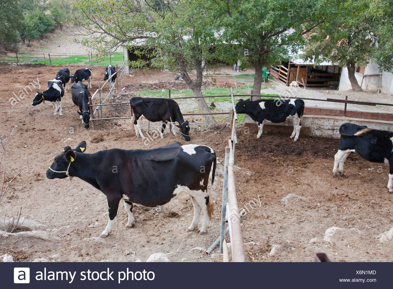 Cow In An Enclosure High Resolution Stock Photography and Images - Alamy