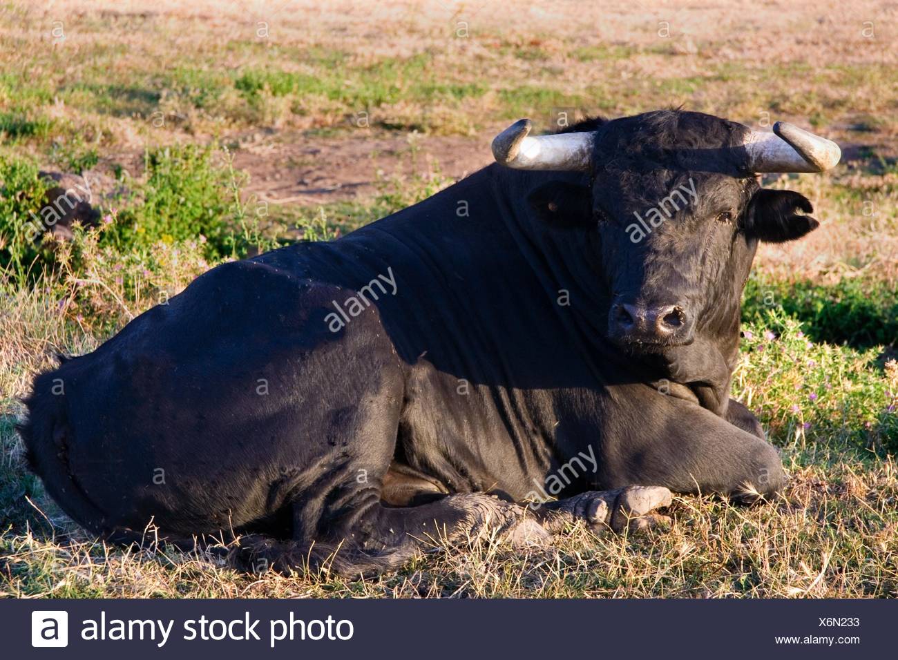Bull Breed Stock Photos & Bull Breed Stock Images - Alamy