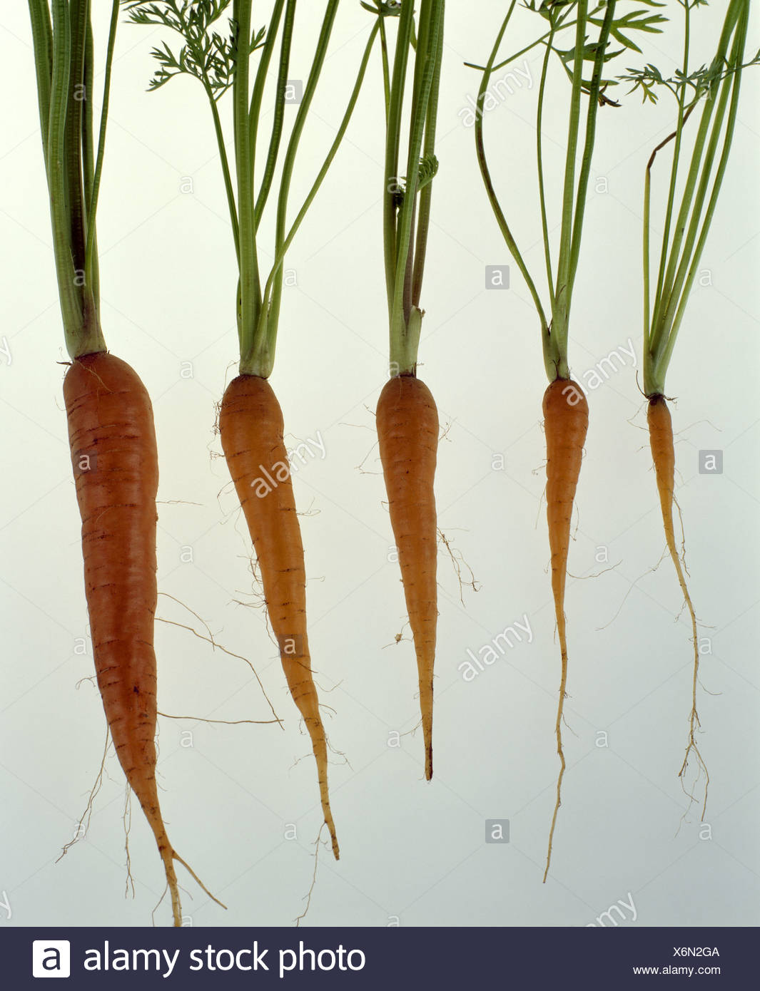 Carrot Root Growth High Resolution Stock Photography and Images - Alamy