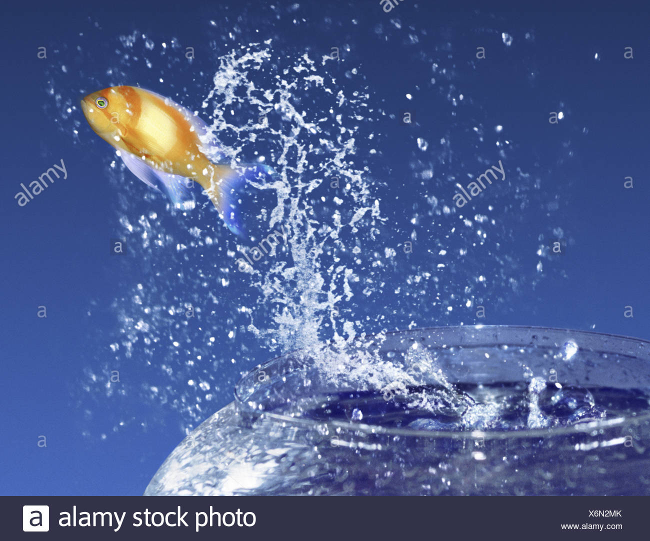 The Goldfish High Resolution Stock Photography and Images - Alamy