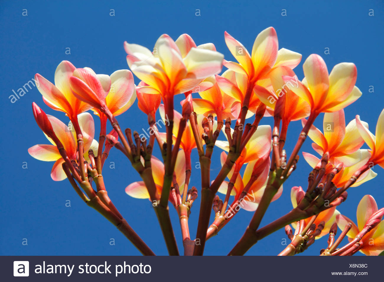 Red Plumeria Plumeria Rubra High Resolution Stock Photography and ...