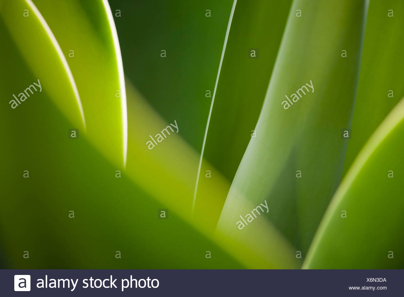 Foxtail Agave In Backlight Agave Attenuata High Resolution Stock ...