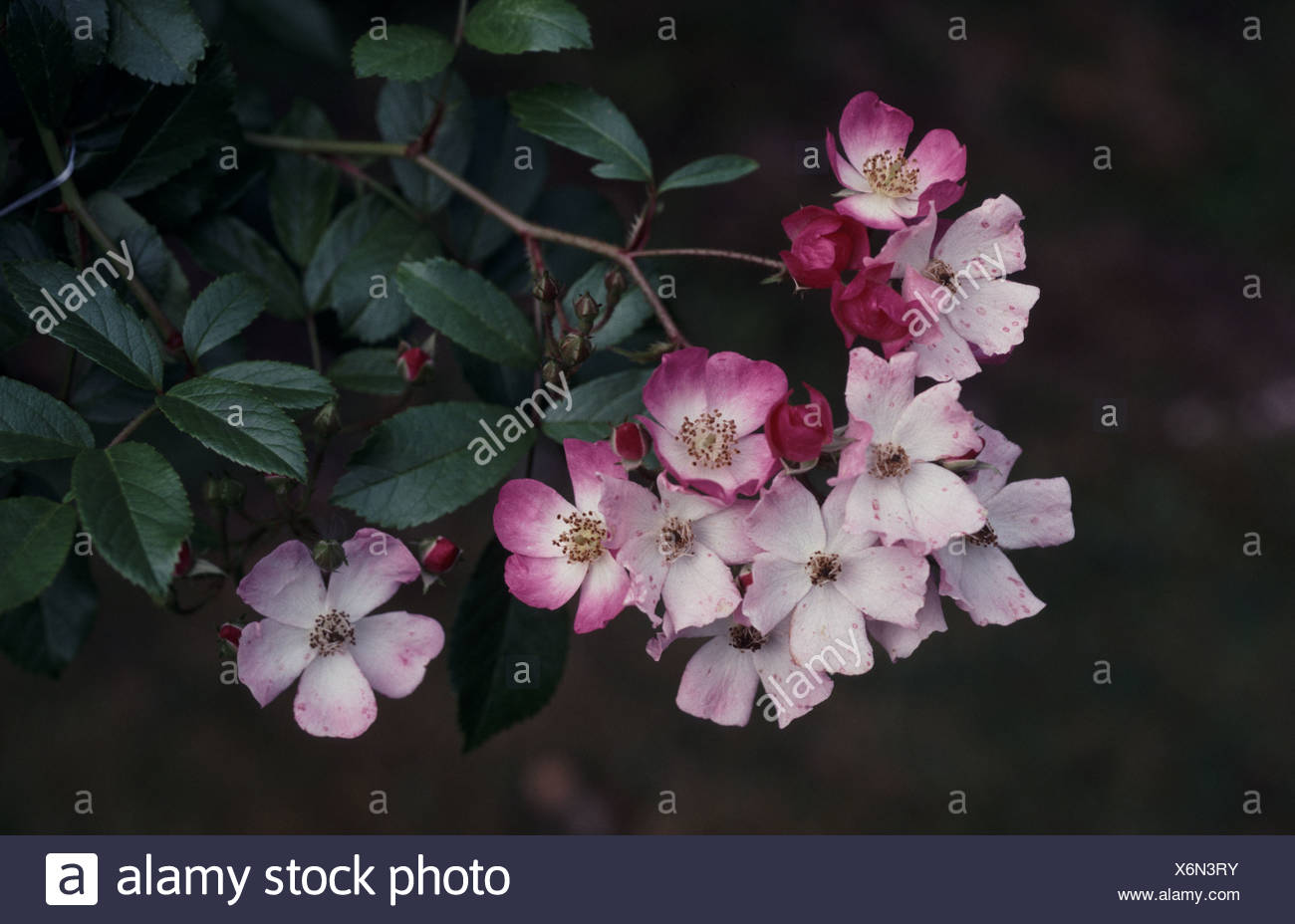 Rosa Ballerina Stock Photos & Rosa Ballerina Stock Images - Alamy
