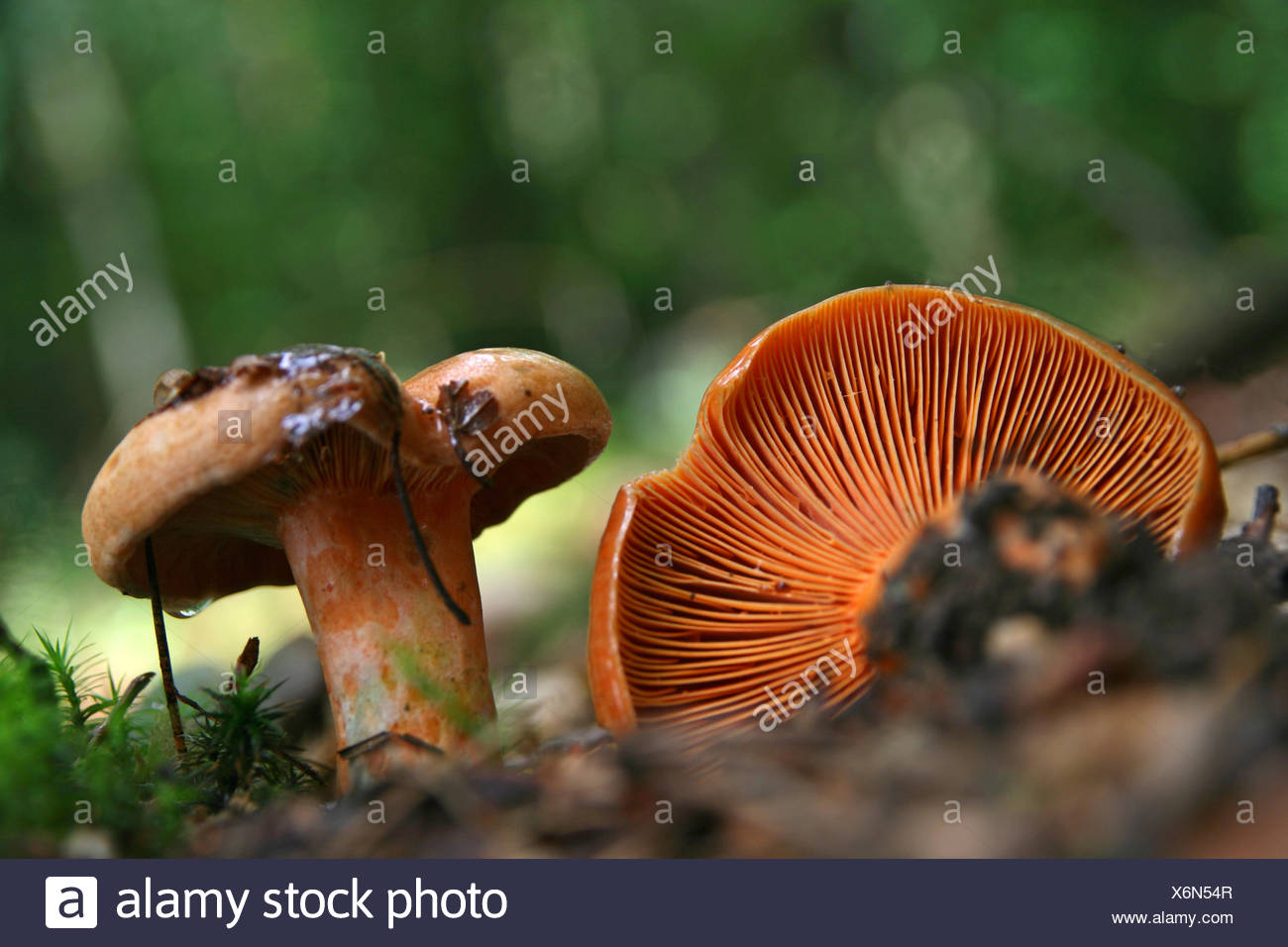 Orange Milk Cap Mushroom High Resolution Stock Photography and Images ...