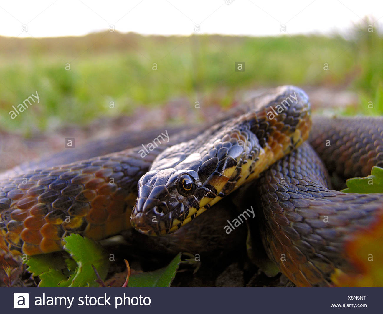 Snakes Of Spain High Resolution Stock Photography and Images - Alamy