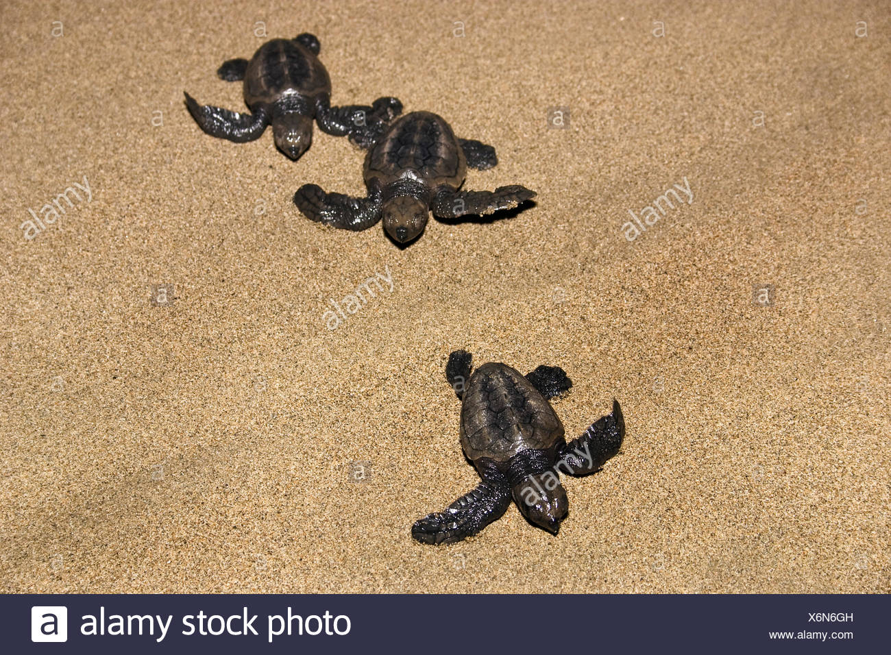 Ridley Sea Turtle High Resolution Stock Photography and Images - Alamy