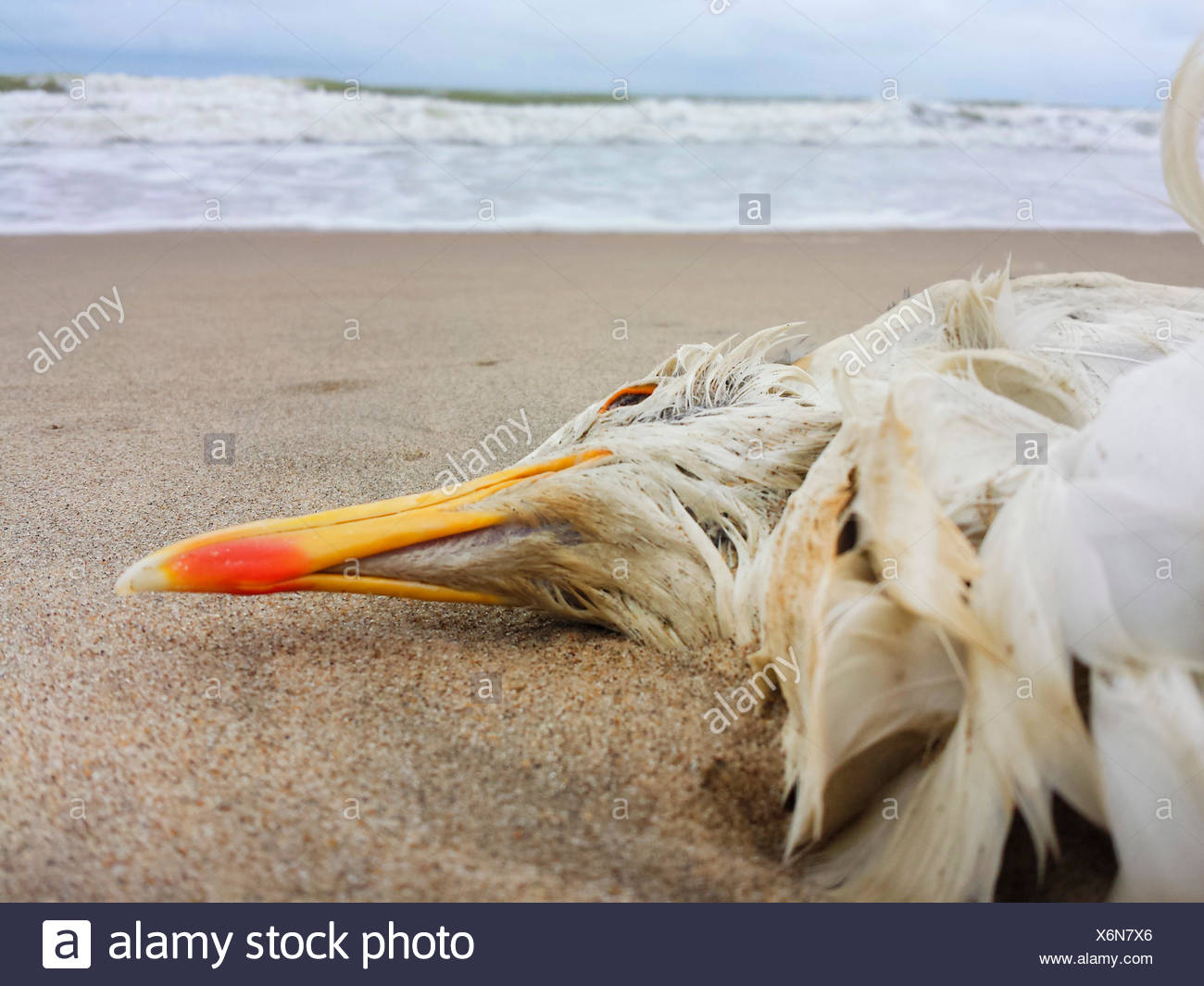 Dead Gull On The Stock Photos & Dead Gull On The Stock Images - Alamy