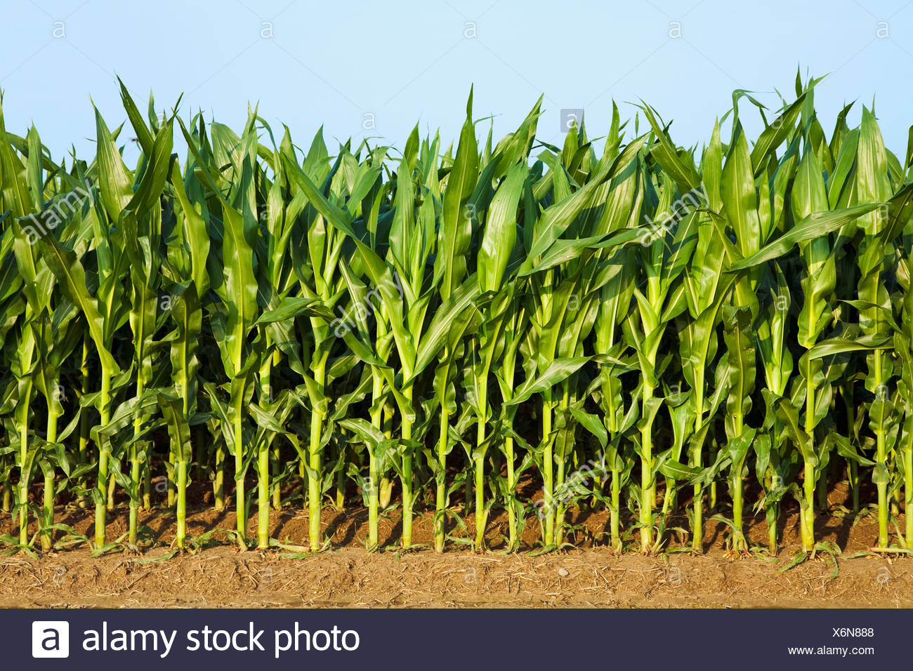 Grain Corn Tassel High Resolution Stock Photography and Images - Alamy
