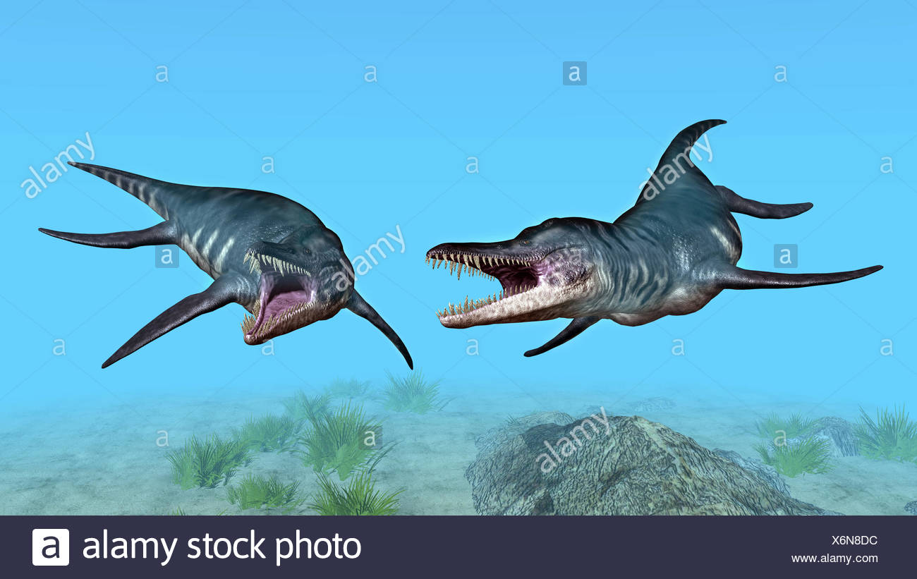 Liopleurodon High Resolution Stock Photography and Images - Alamy