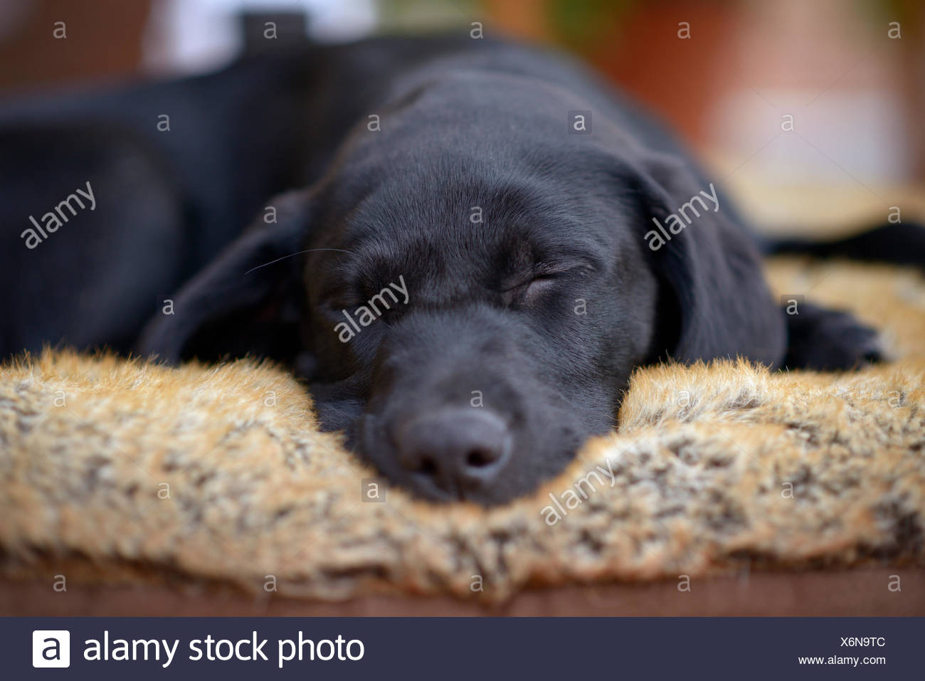 Sleeping Black Dog High Resolution Stock Photography and Images - Alamy
