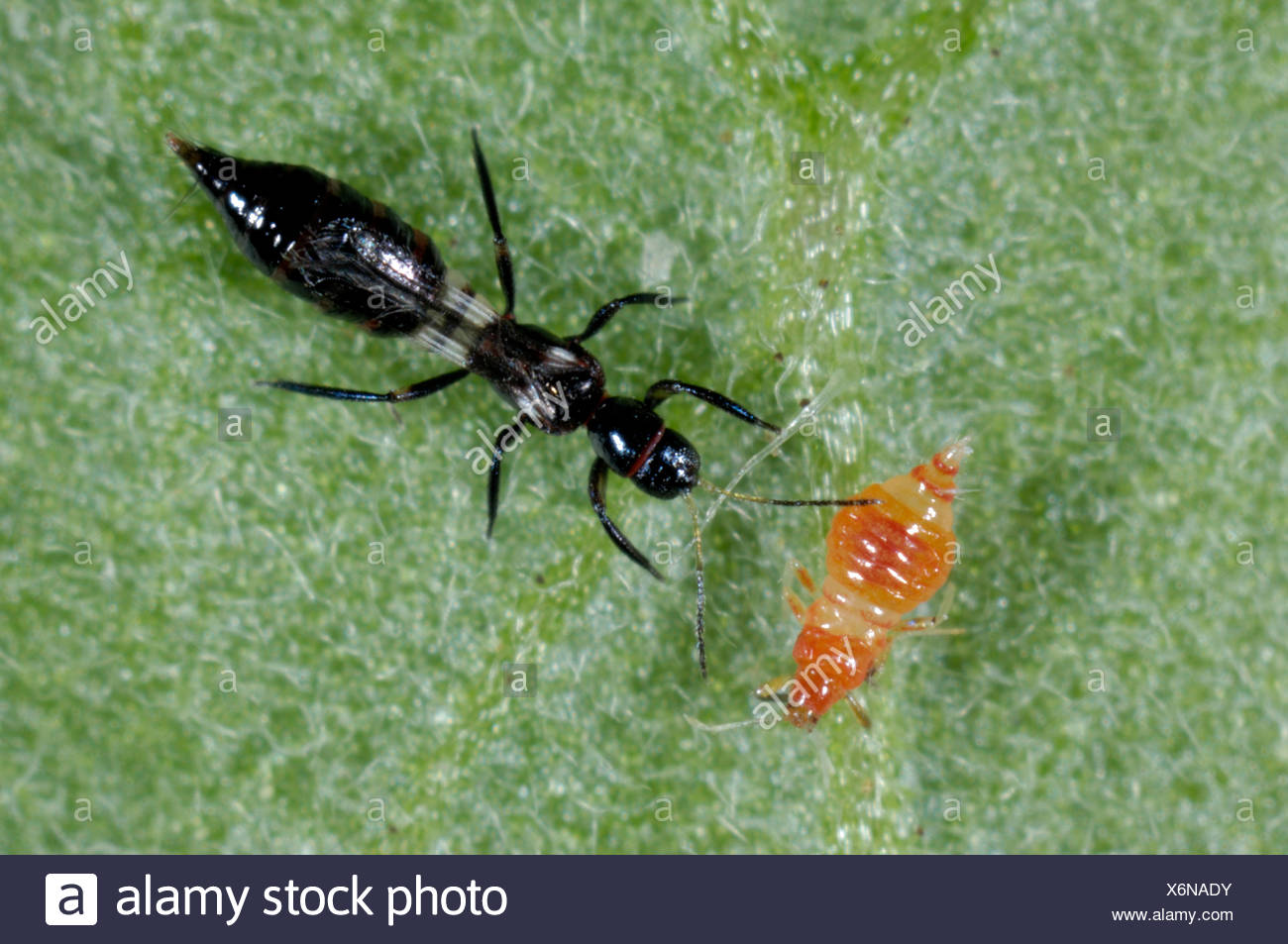 Franklinothrips Vespiformis High Resolution Stock Photography and ...